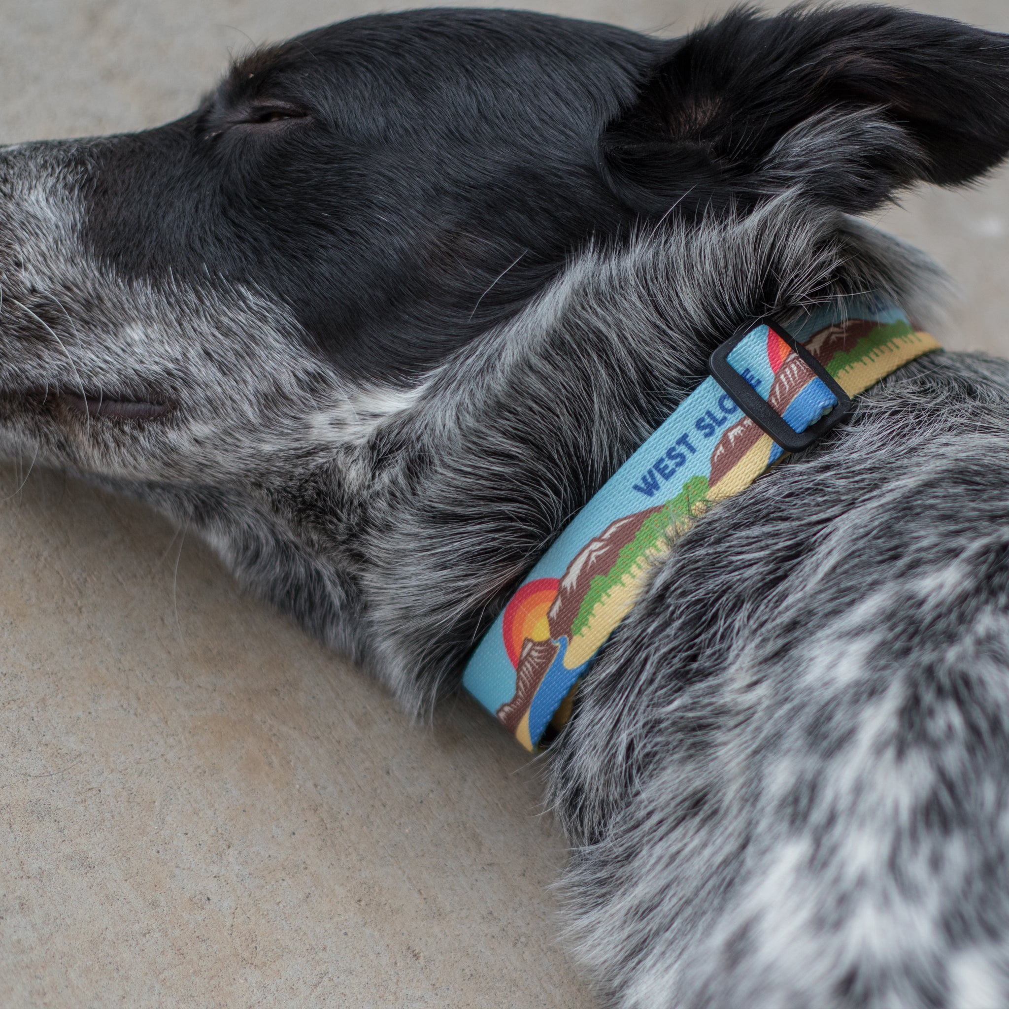 West Slope Best Slope dog collar – Westeez